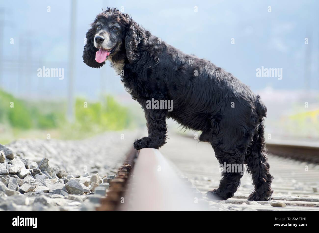 Dog railway switzerland hi-res stock photography and images - Alamy