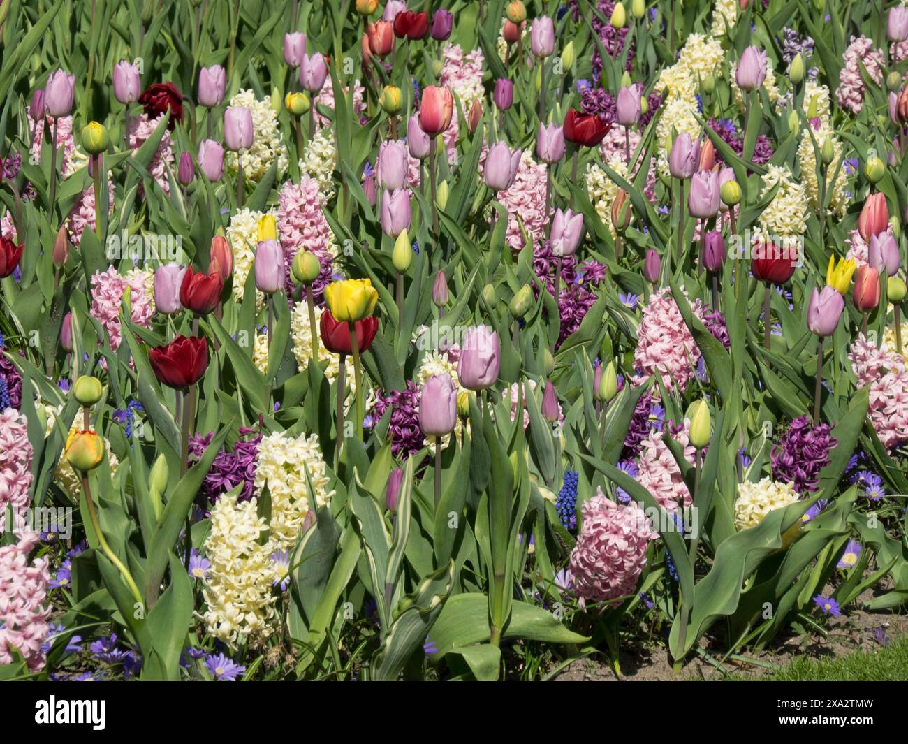 A colourful field of different tulips and hyacinths that together form ...