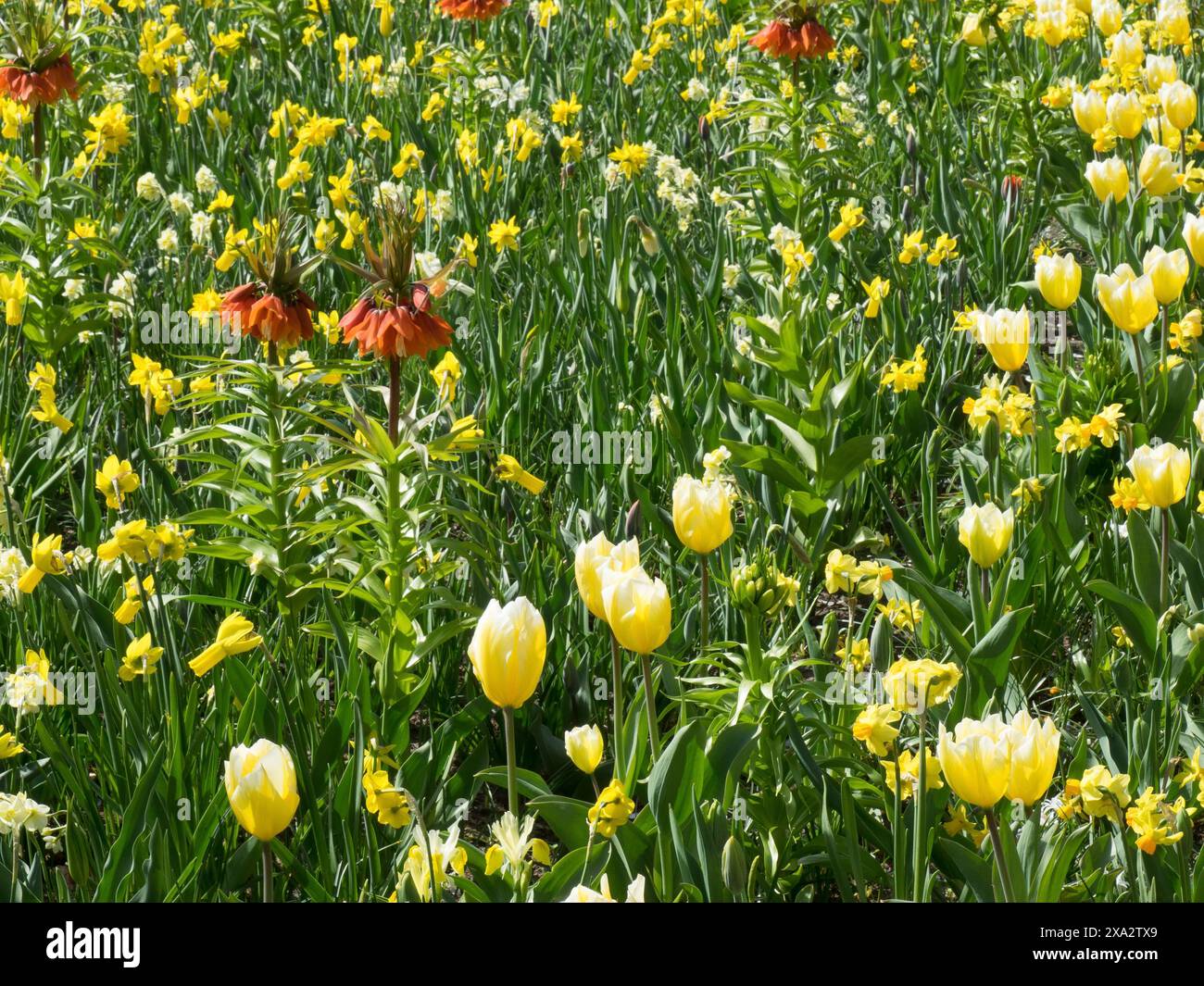 Yellow flowers and imperial crowns give the green spring meadow a ...