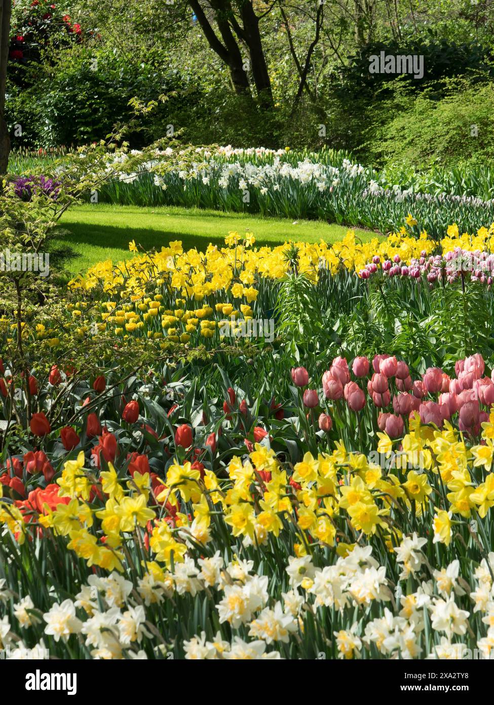 A mixed flower bed with red, yellow and white Poet's Daffodils and pink ...