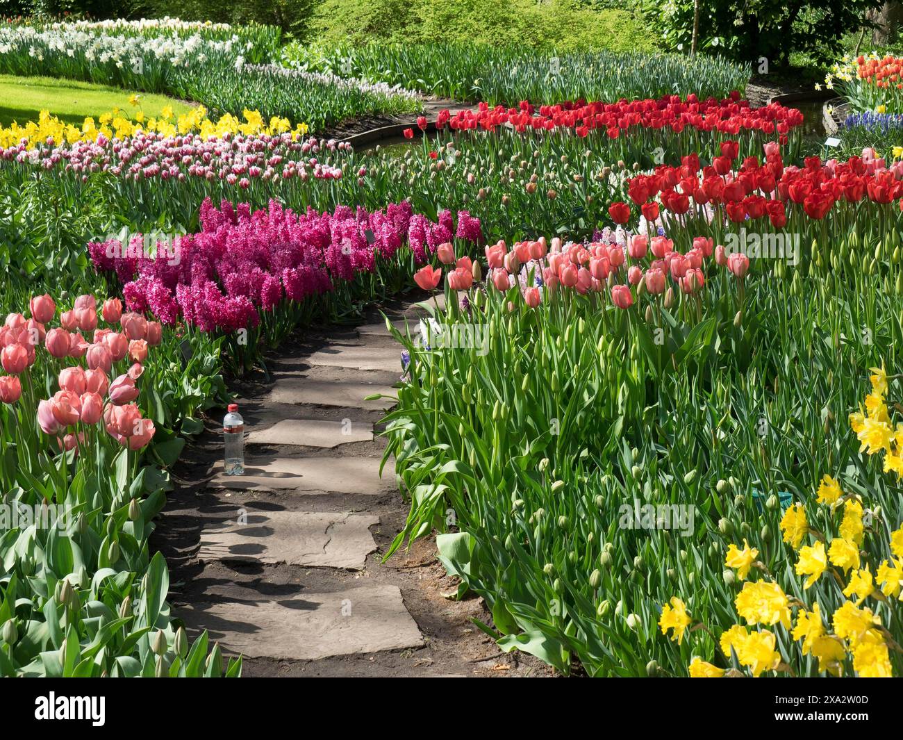 An idyllic garden path lined with colourful tulips, hyacinths and ...