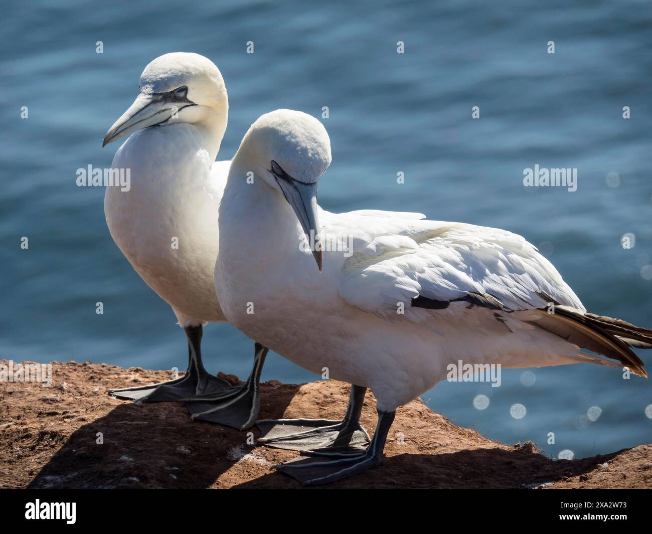 Coast side cliff hi-res stock photography and images - Alamy