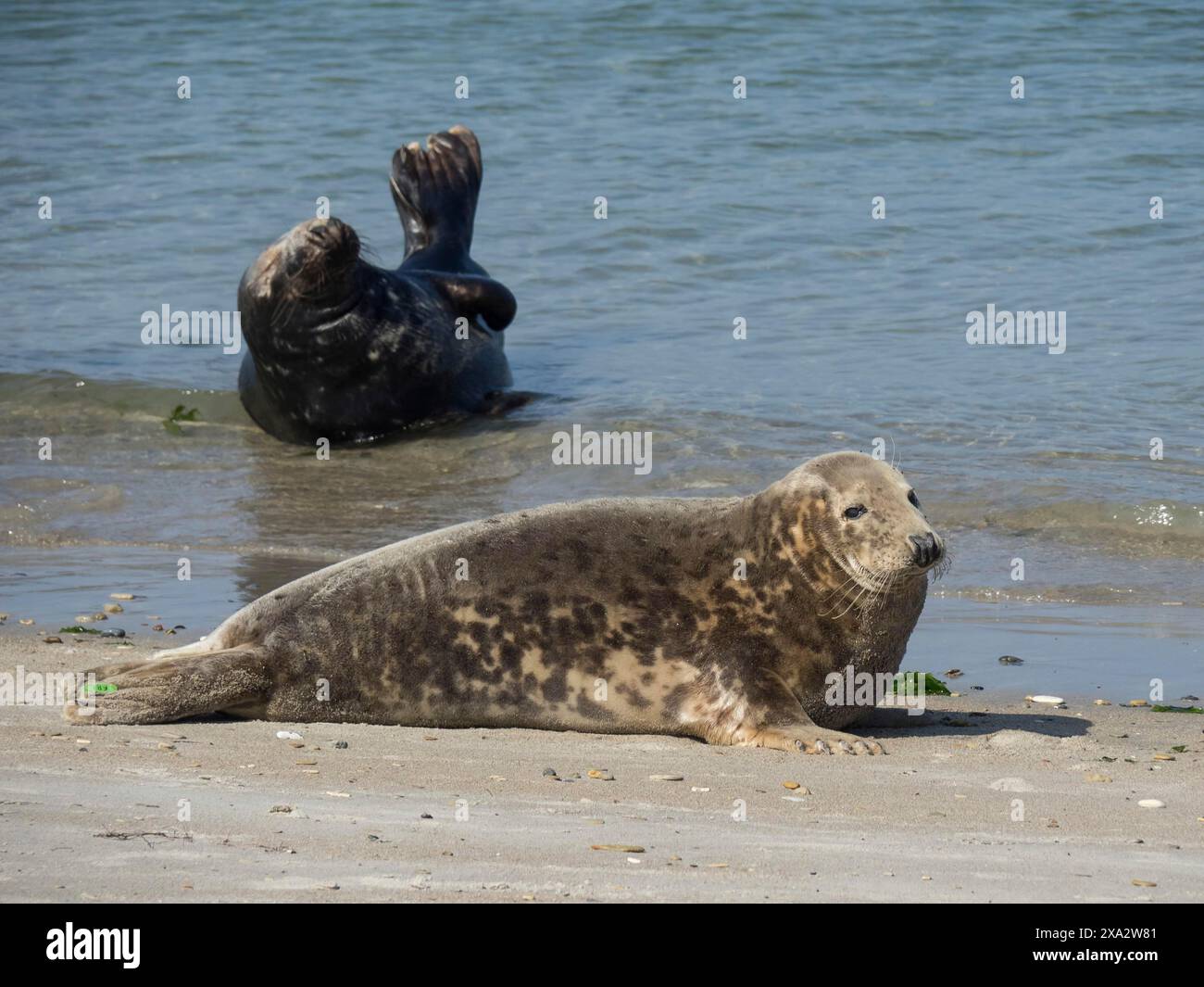 Two seals on the beach, one lying in the sand, the other lying on his ...