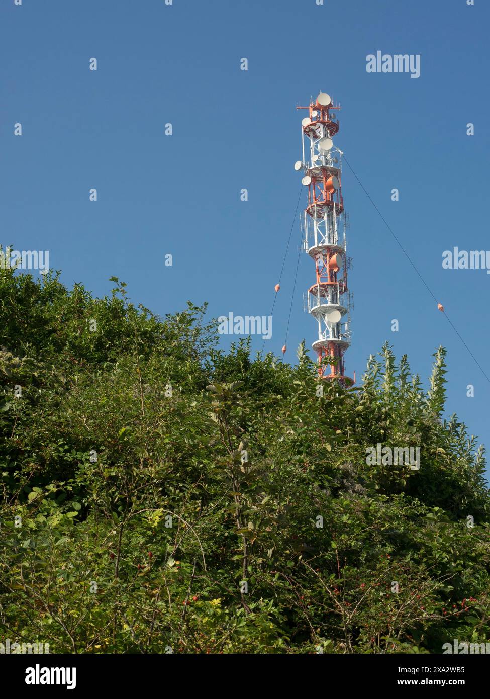 A transmission mast stands behind dense vegetation under a clear blue ...