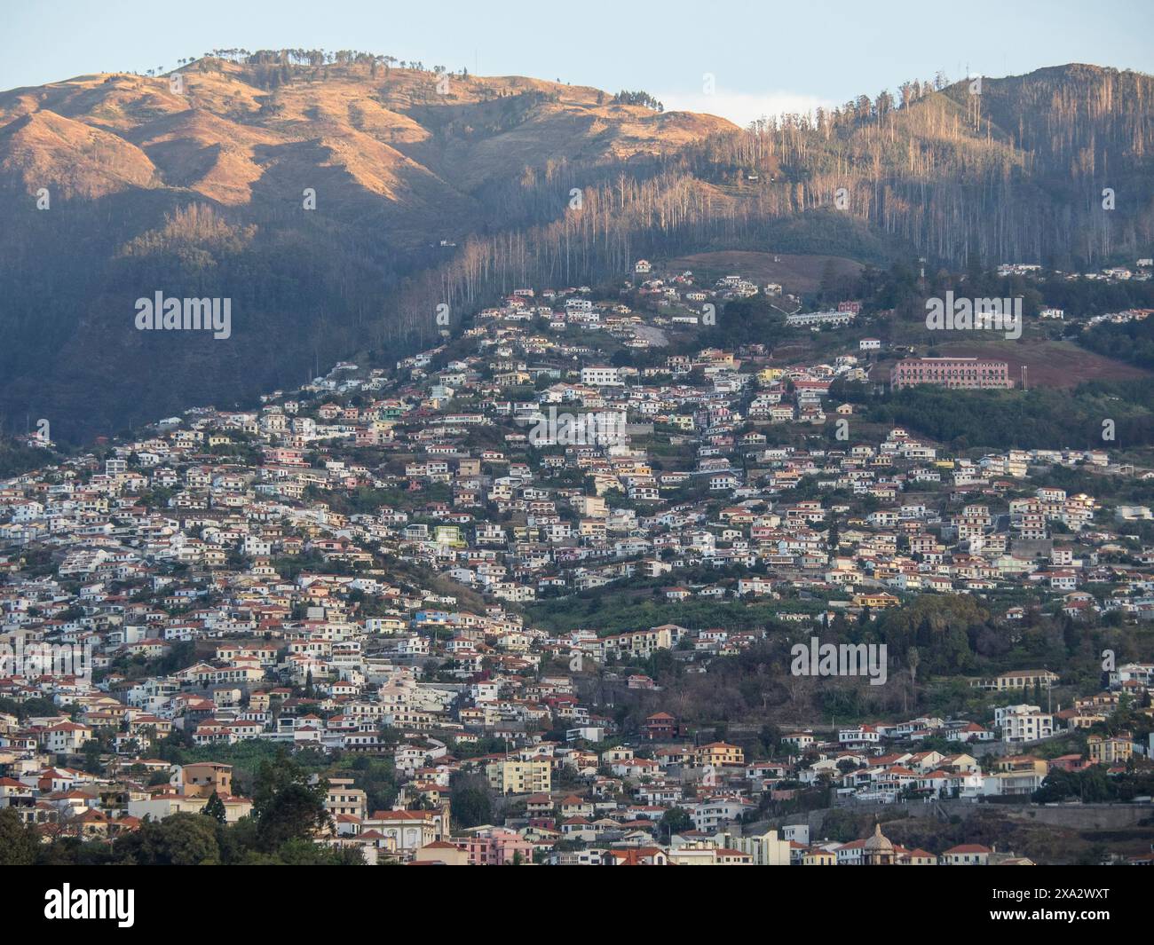 Hillside development full of houses below a wooded mountain, Madeira ...
