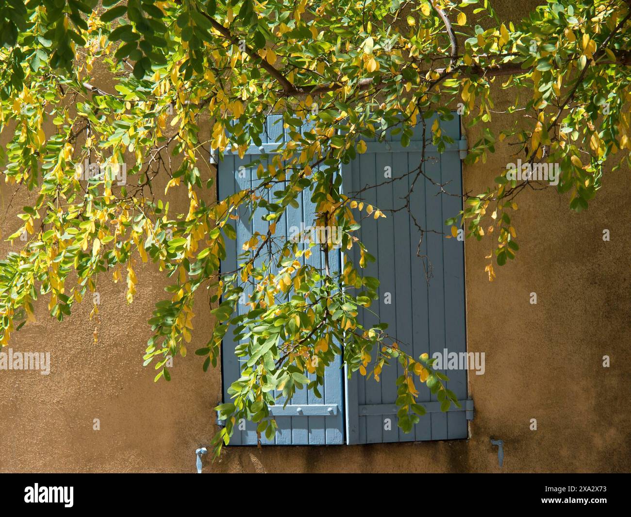 A window with blue shutters, surrounded by green and yellow leaves of a ...