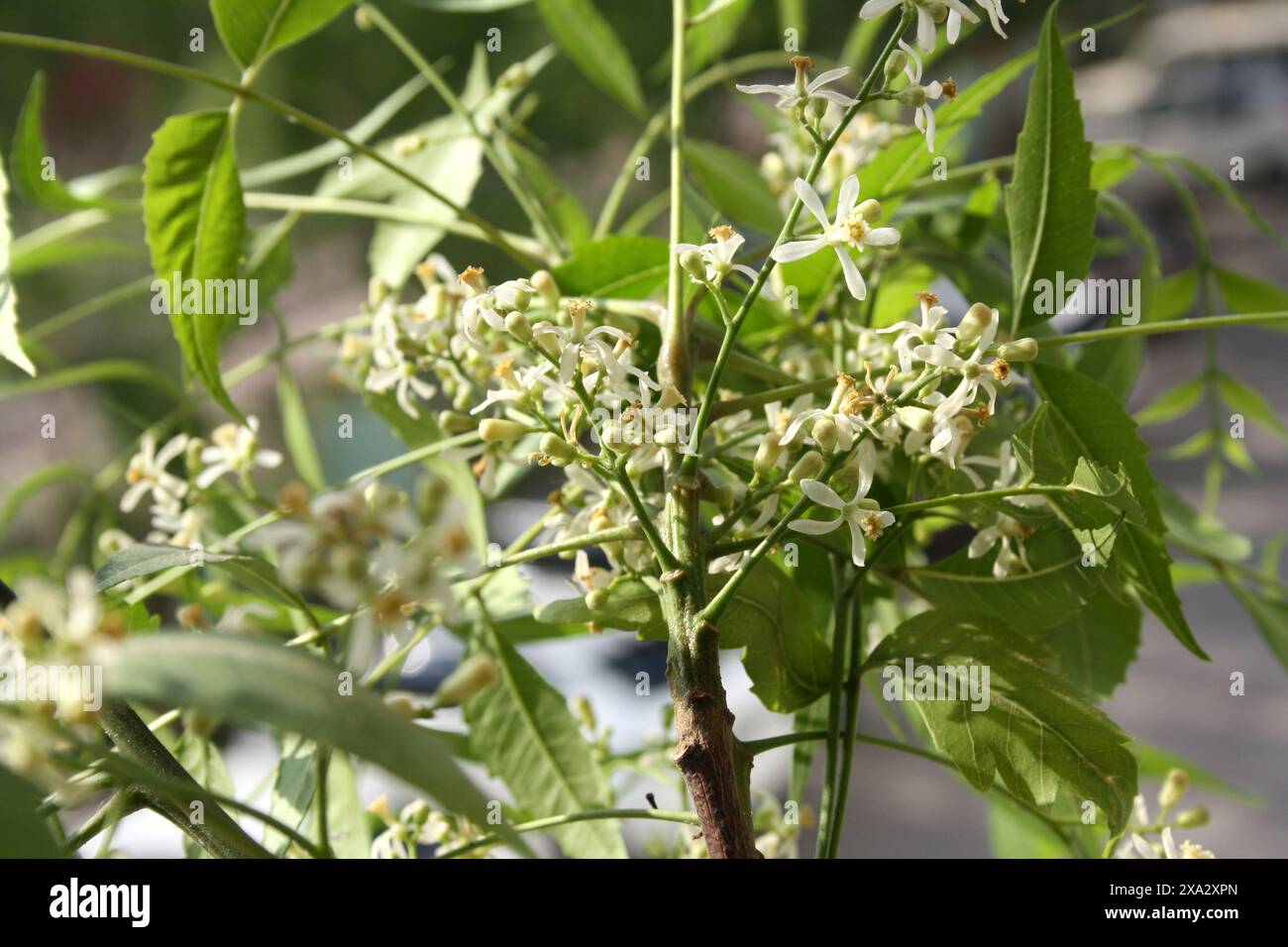 Neem or Indian lilac (Azadirachta indica) inflorescence with green ...