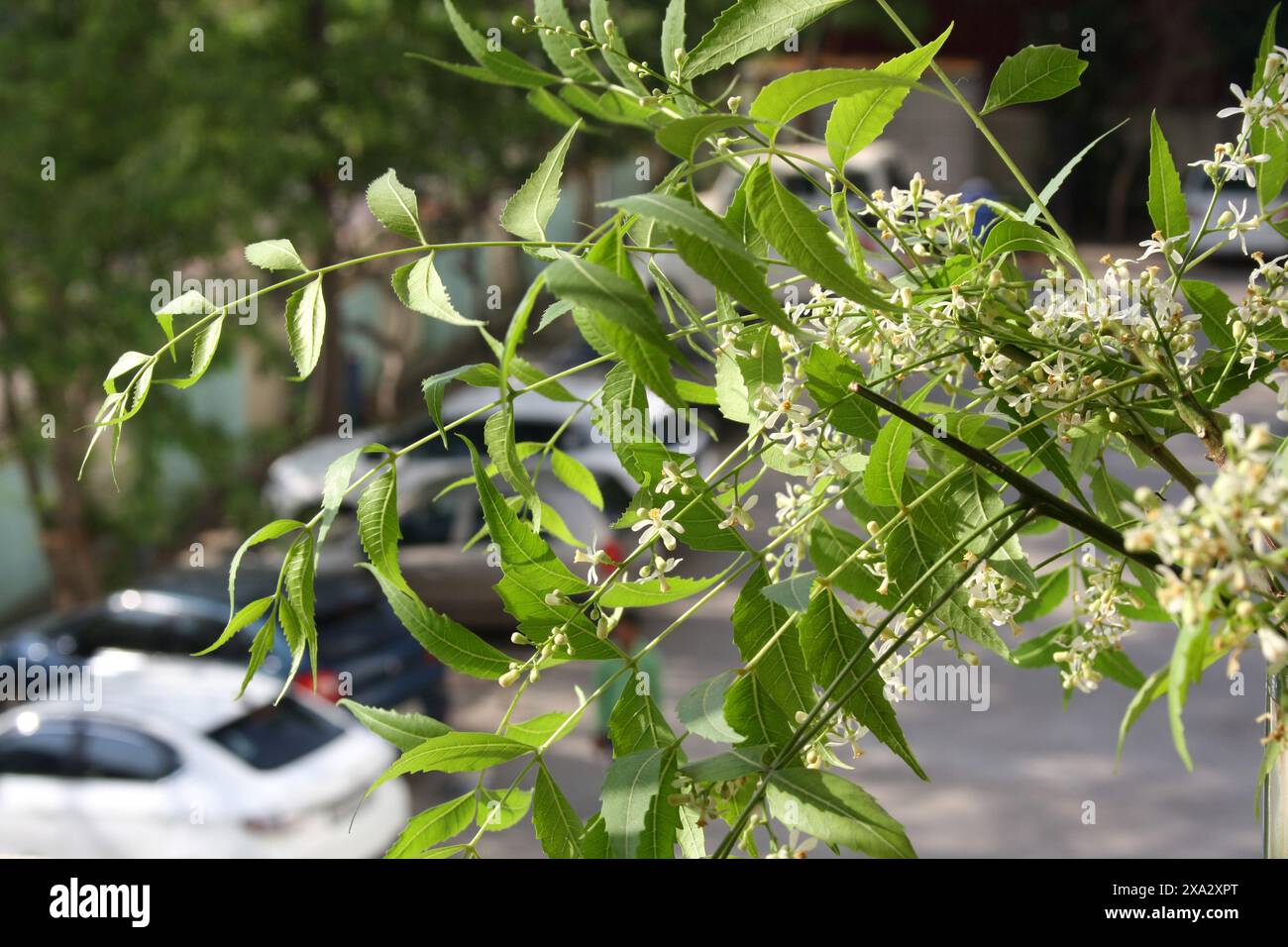 Neem or Indian lilac (Azadirachta indica) inflorescence with green ...