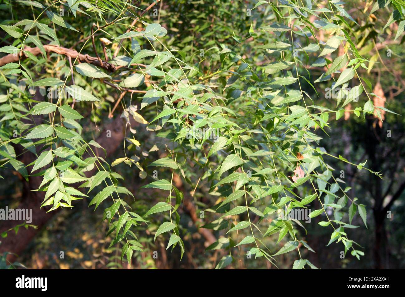Neem or Indian lilac (Azadirachta indica) inflorescence with green ...