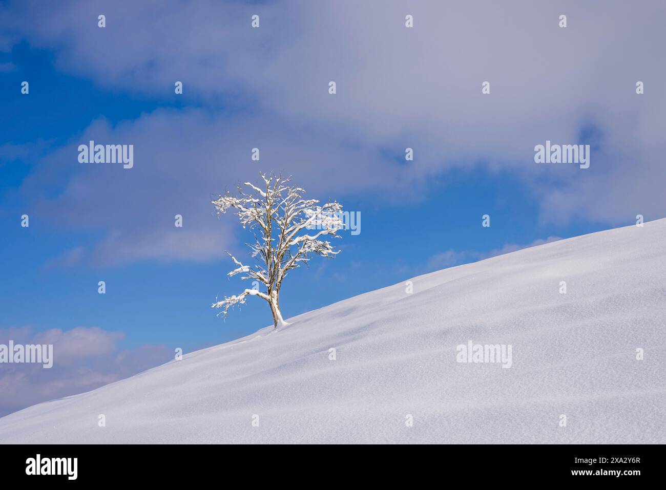 Single English oak (Quercus robur) in winter, natural landscape near ...