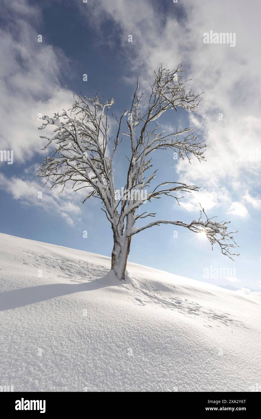 Single English oak (Quercus robur) in winter, natural landscape near ...