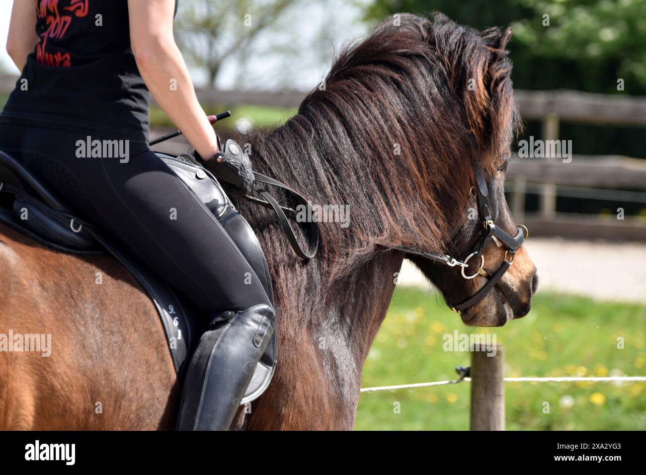 Close-up of a ridden Icelandic horse with equipment and typical long ...
