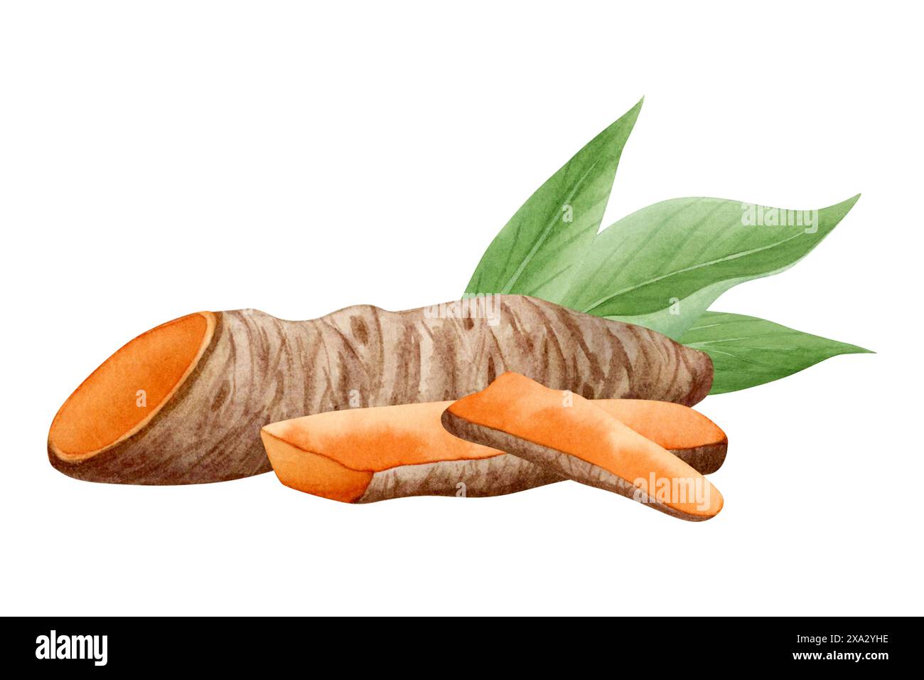 Watercolor turmeric roots and slices with leaves illustration. Cut ...