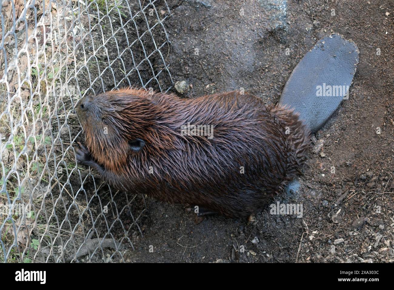 Beaver fence hi-res stock photography and images - Alamy