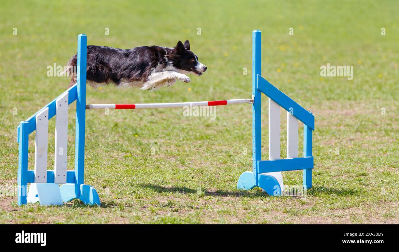 Border Collie jumping over the hurdle on its course in dog agility ...
