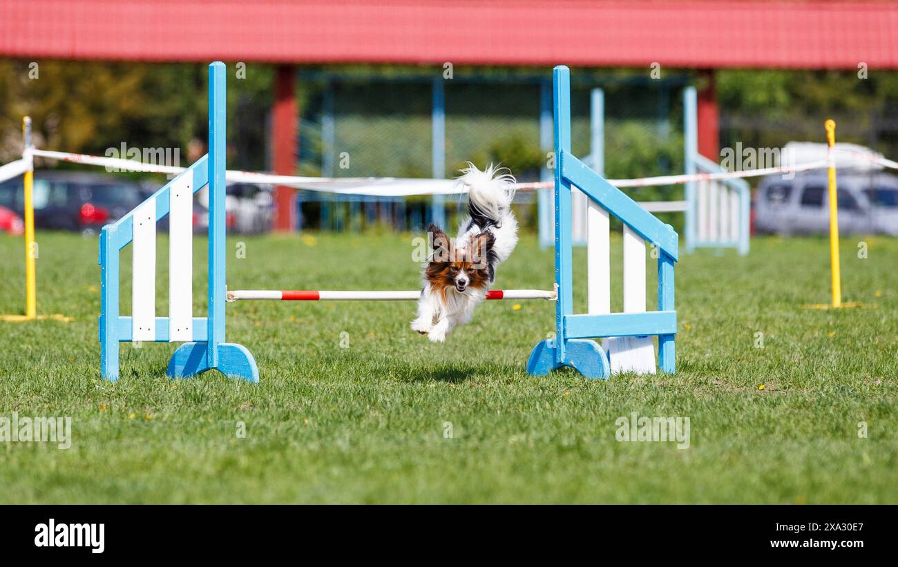 Cute Papillon dog jumping over the hurdle on its course in dog agility ...