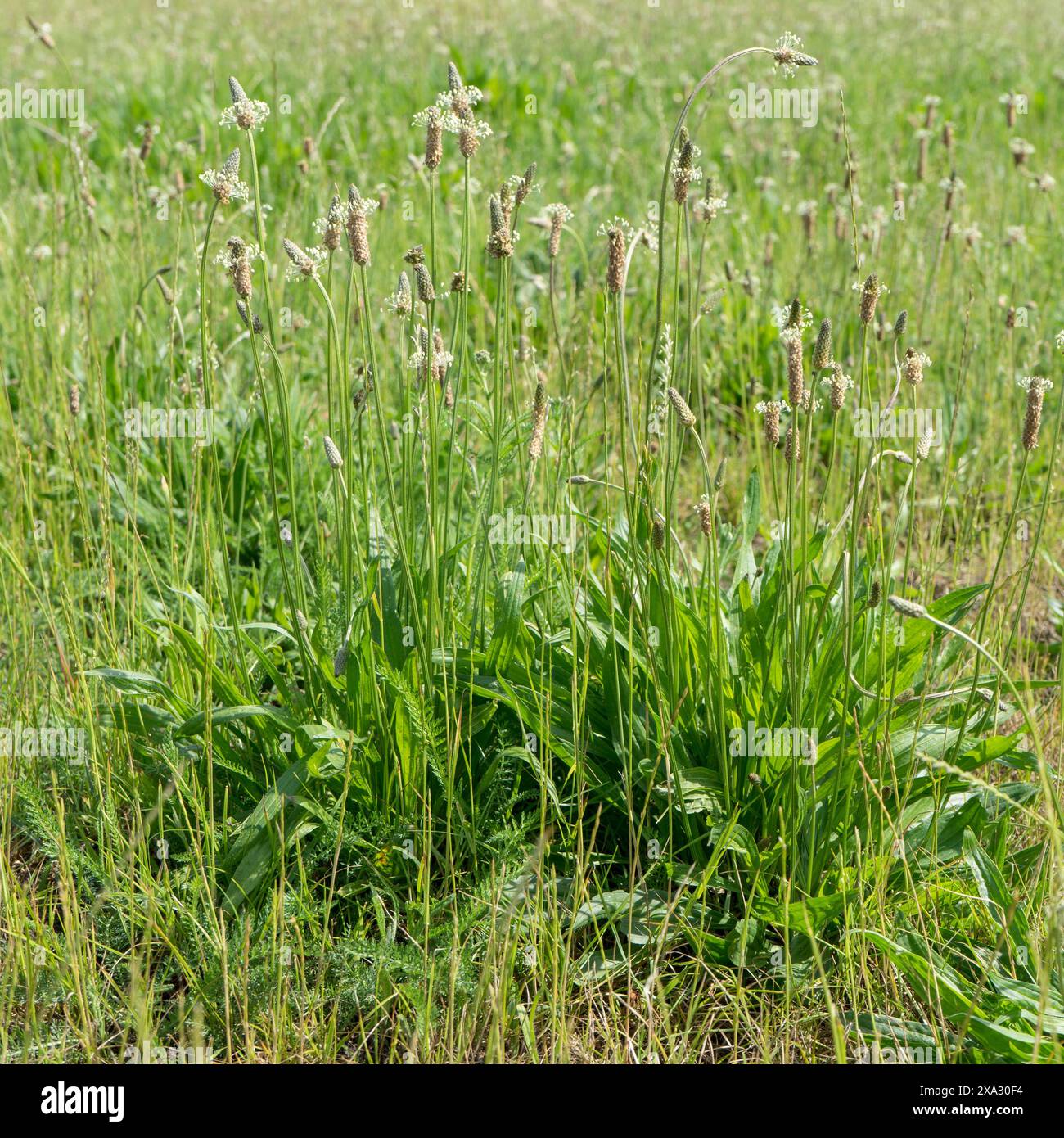 blooming ribwort plantain Plantago lanceolata on the meadow in summer ...