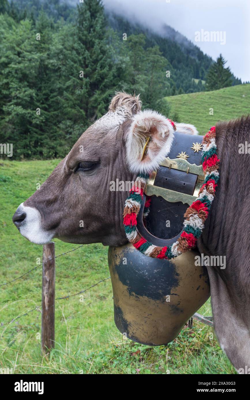 Cow with jewellery bells for the cattle drive, cattle seperation ...