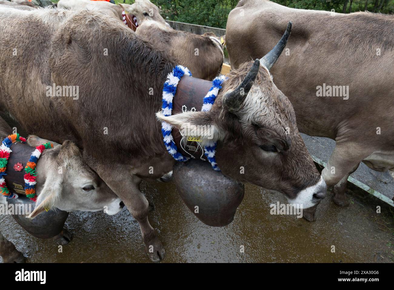 Cows with jewellery bells in front of the cattle drive, cattle ...