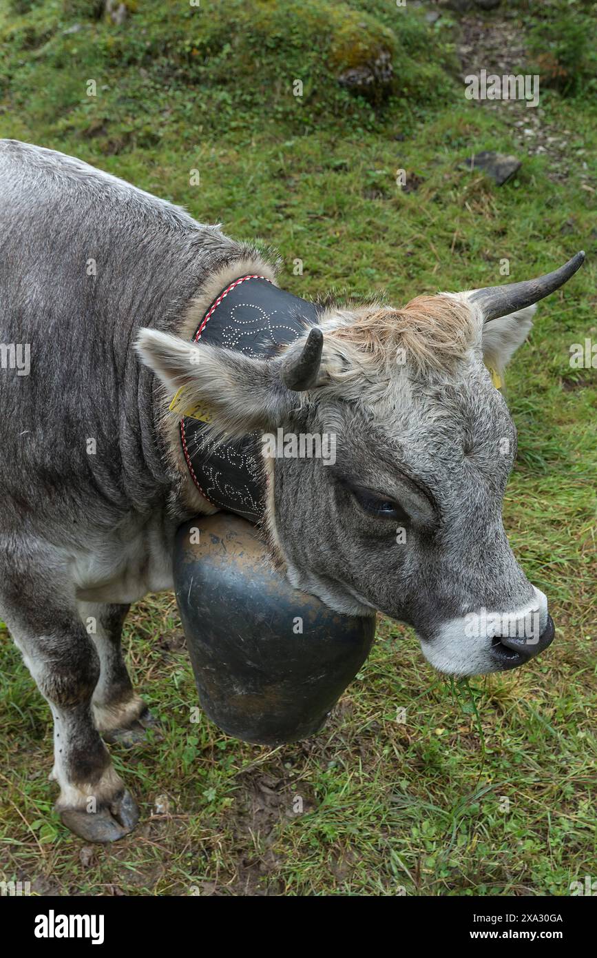 Cow wearing a decorative bell at the cattle drive, cattle seperation ...
