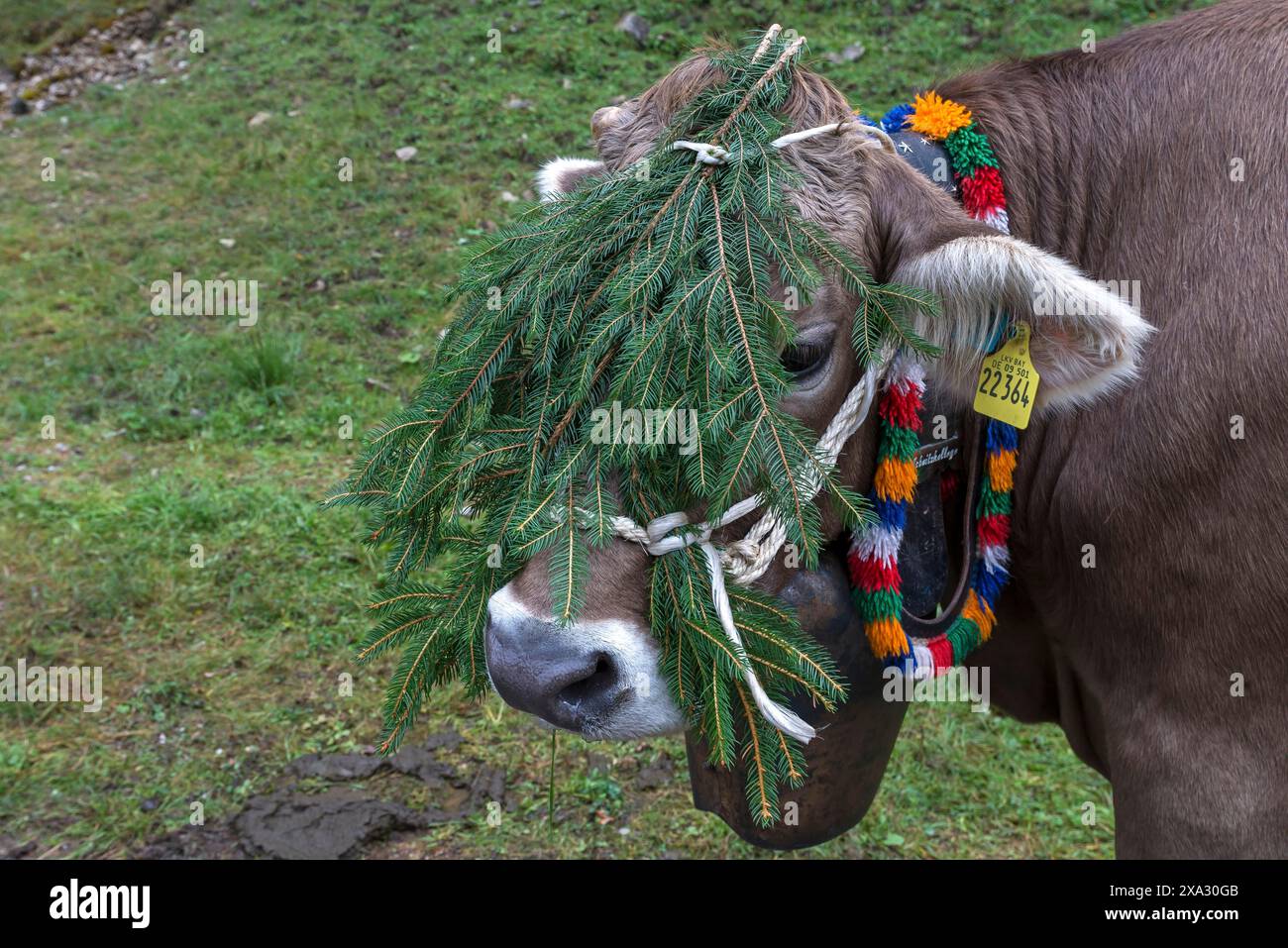 Cow with decorative bells and fir branch for the cattle drive, cattle ...