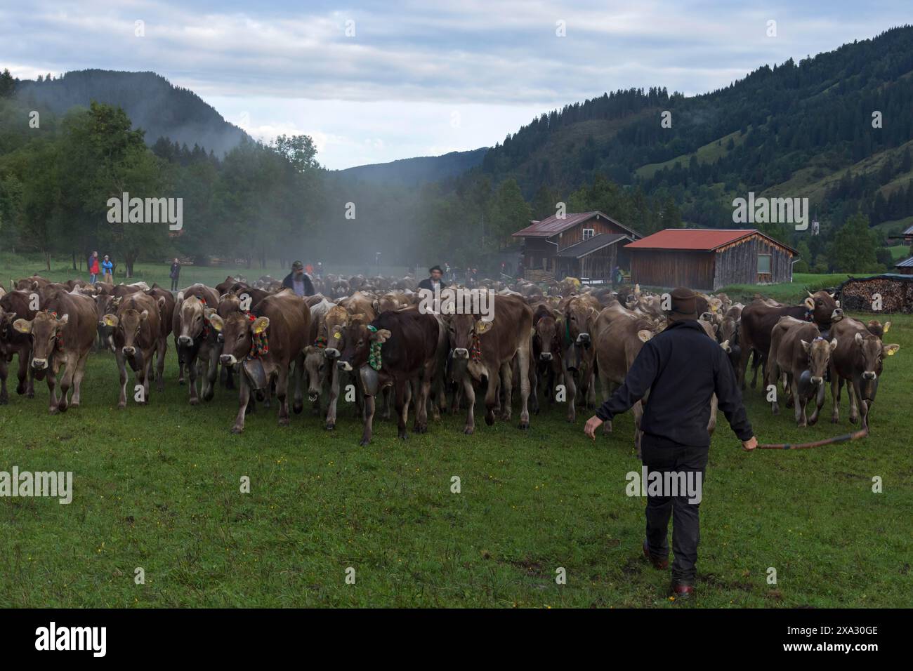 Allgaeu cows are collected in the valley for cattle seperation ...