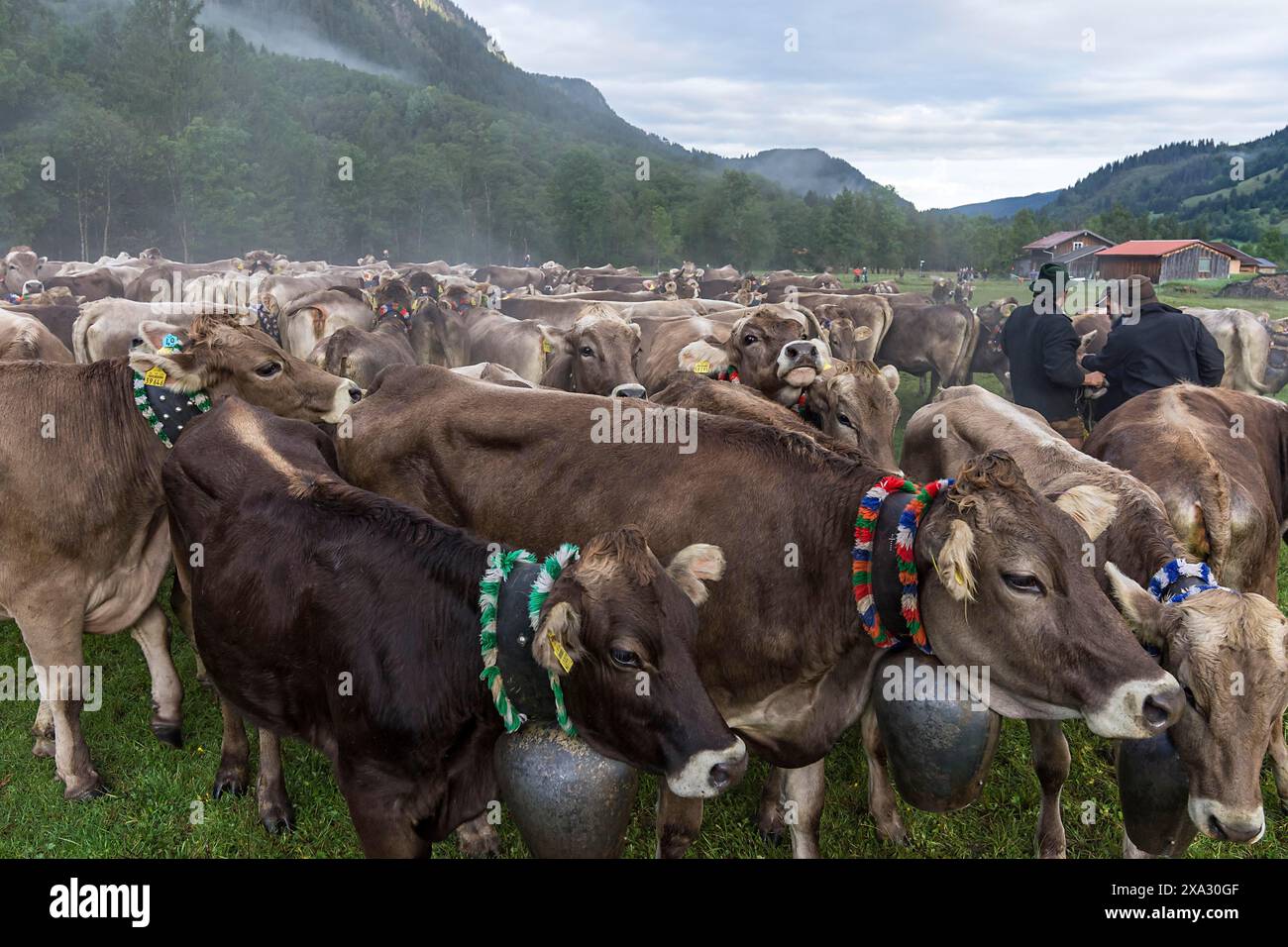 Allgaeu cows are collected in the valley for cattle seperation ...