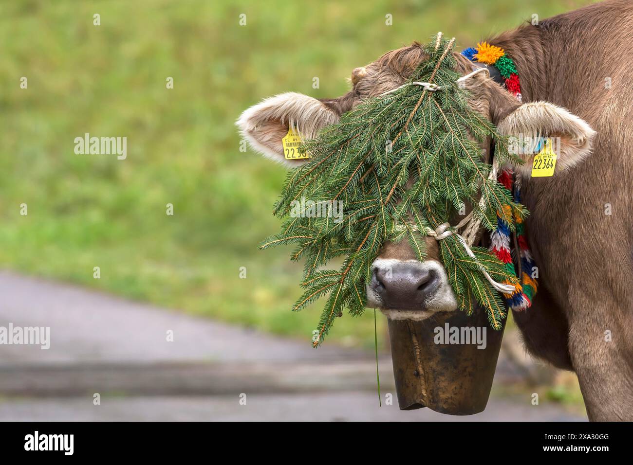 Cow carrying decorative bells and fir branches, preparation for cattle ...