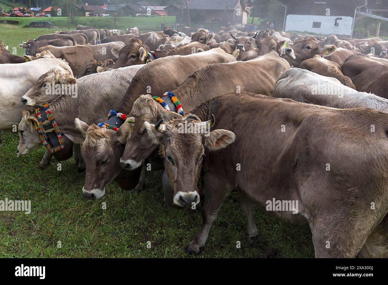 Allgaeu cows with jewellery bells gather for the cattle seperation ...