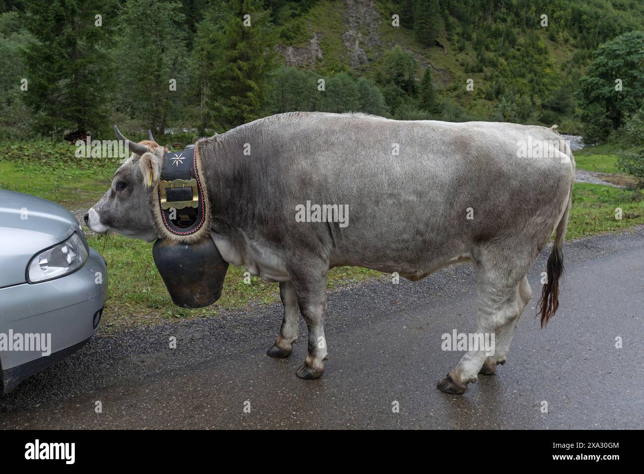 Cow wearing a decorative bell at the cattle drive, cattle seperation ...