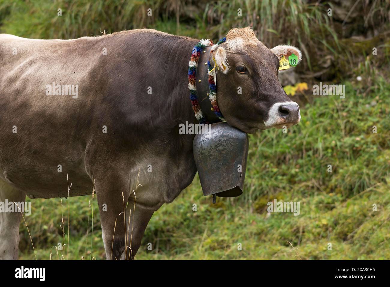 Cow wearing a decorative bell for the cattle drive, cattle seperation ...
