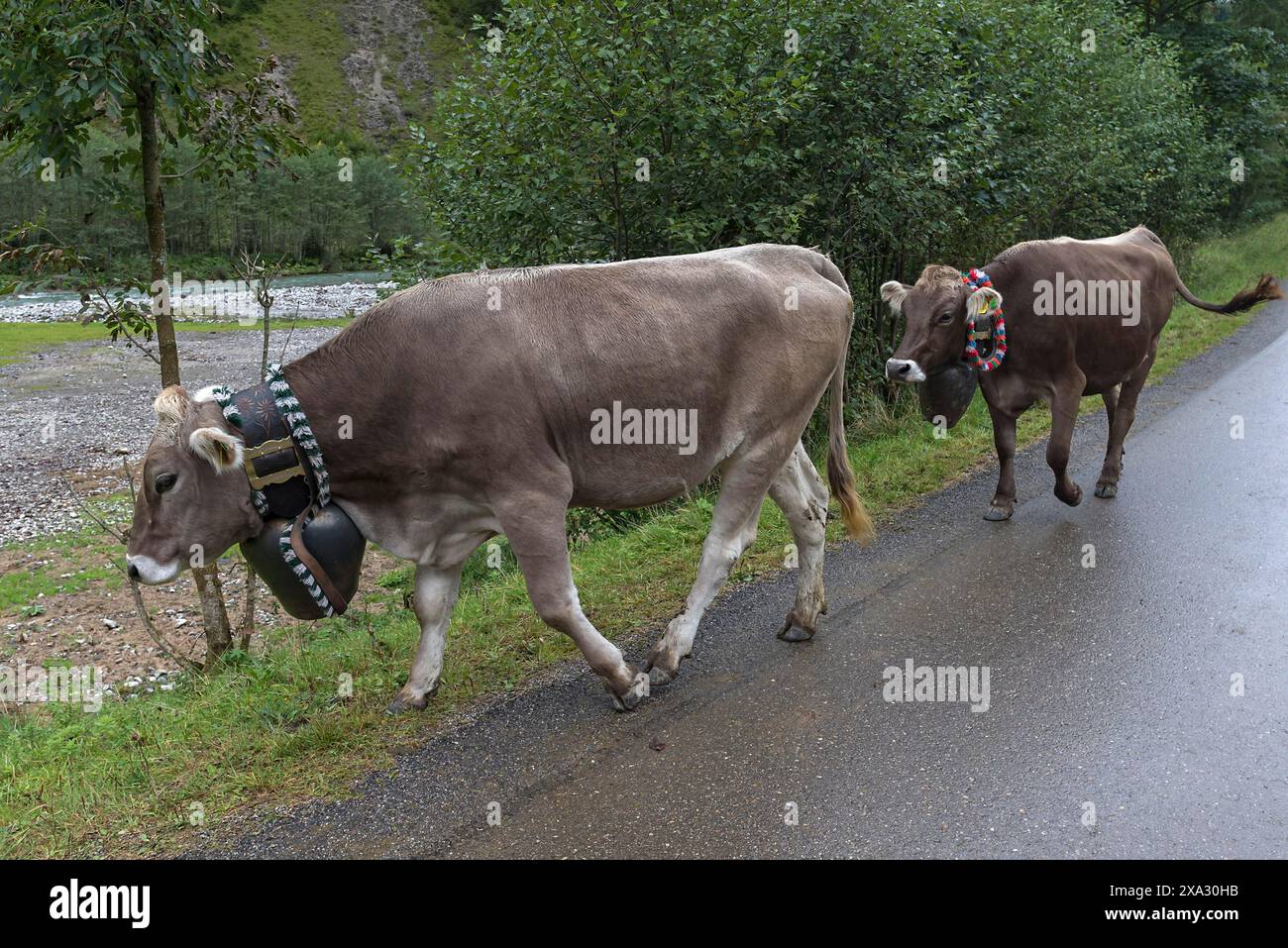Cows wearing jewellery bells at the cattle drive, cattle seperation ...