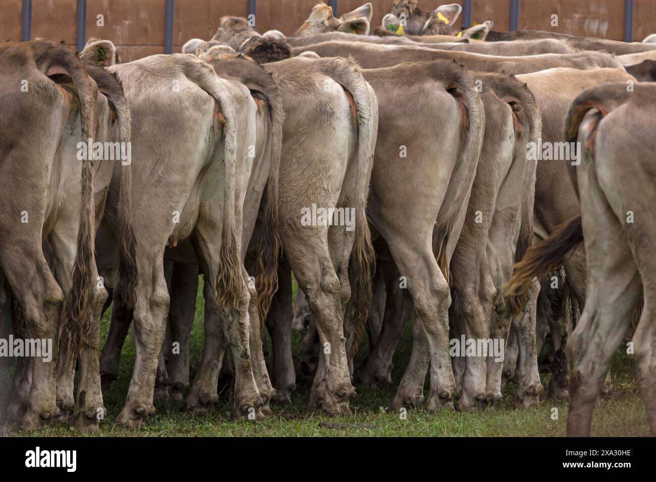 Tethered cows waiting for their owner after the cattle drive, Bad ...