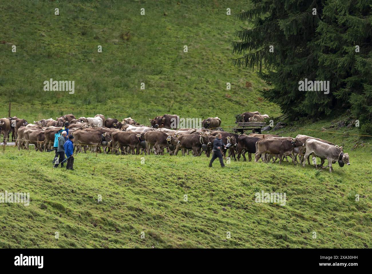 Herd of cows coming down from the mountain pasture to the cattle ...