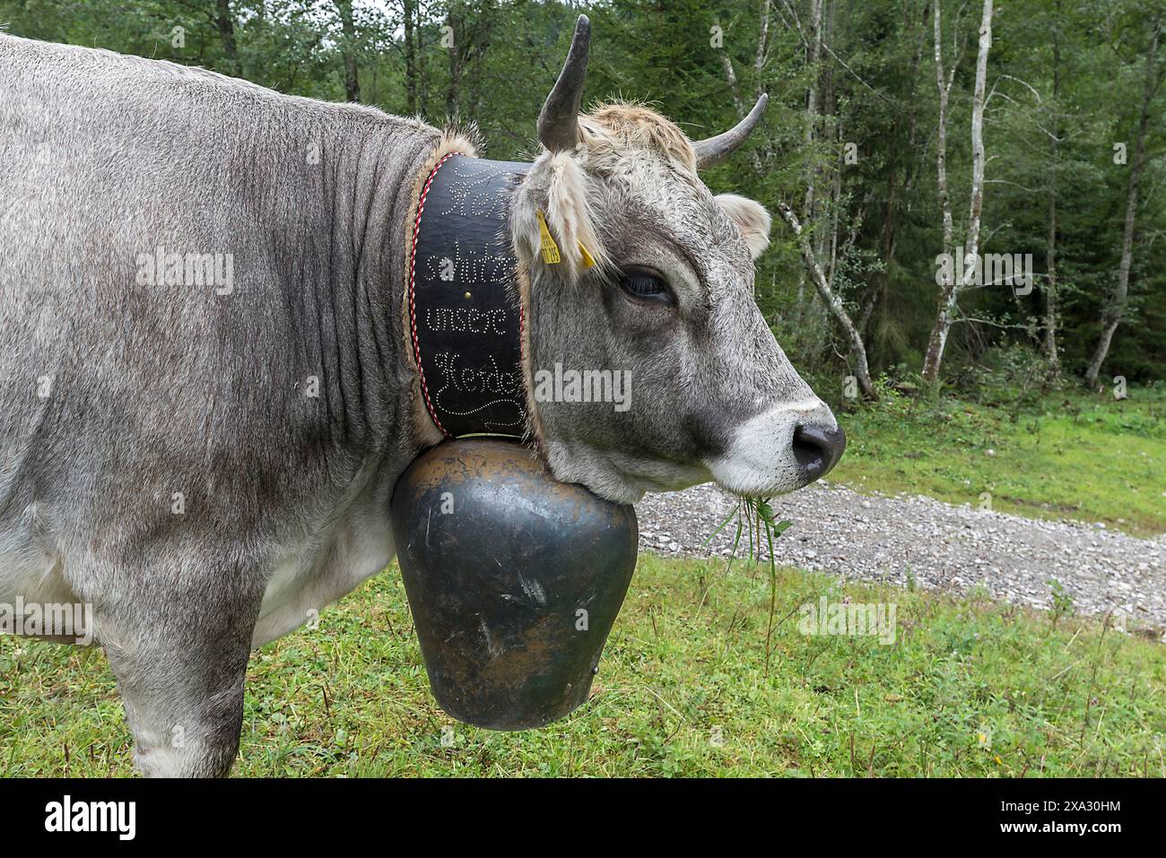 Cow wearing a decorative bell at the cattle drive, cattle seperation ...