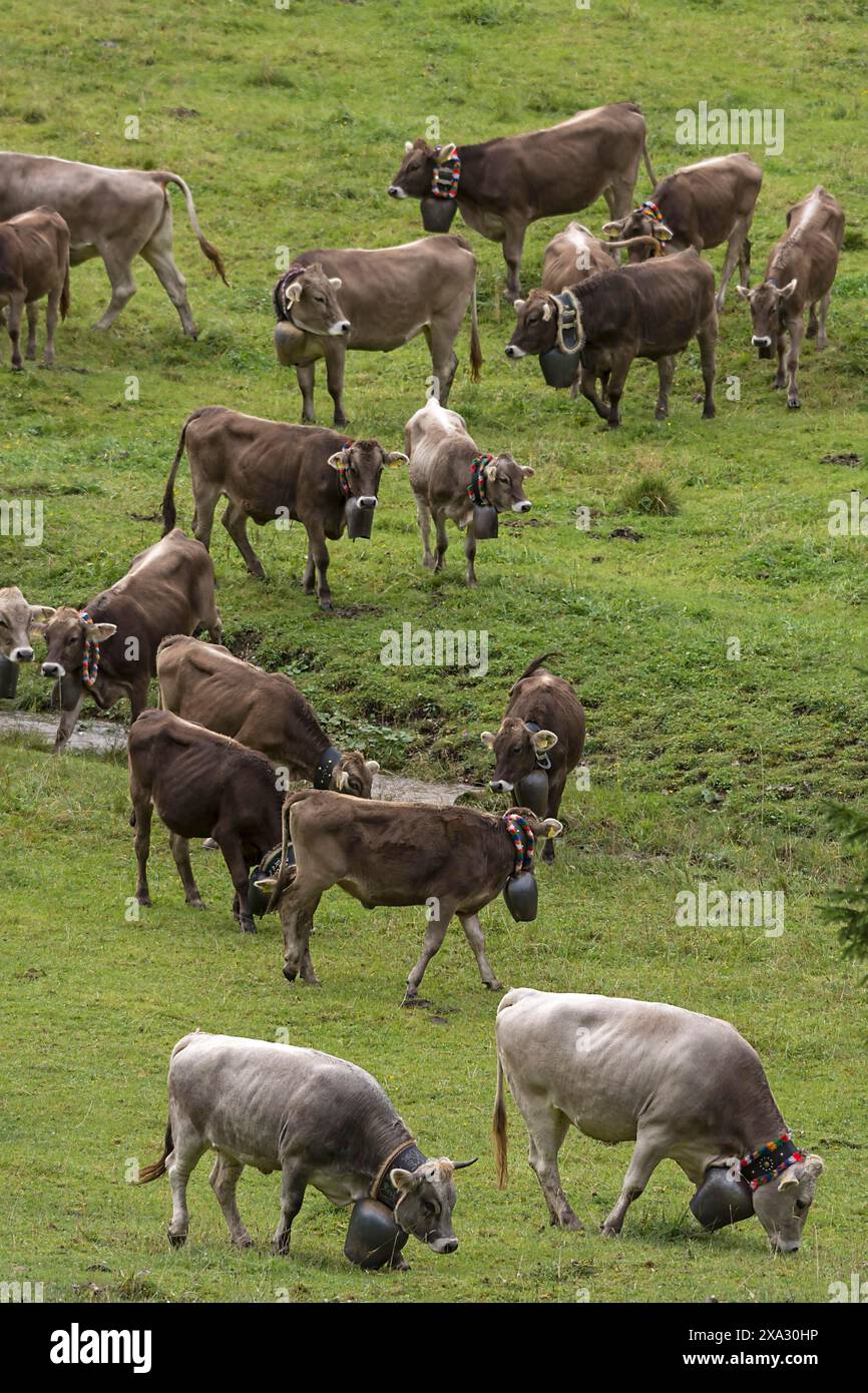 Herd of cows in a meadow with jewellery bells for cattle seperation ...