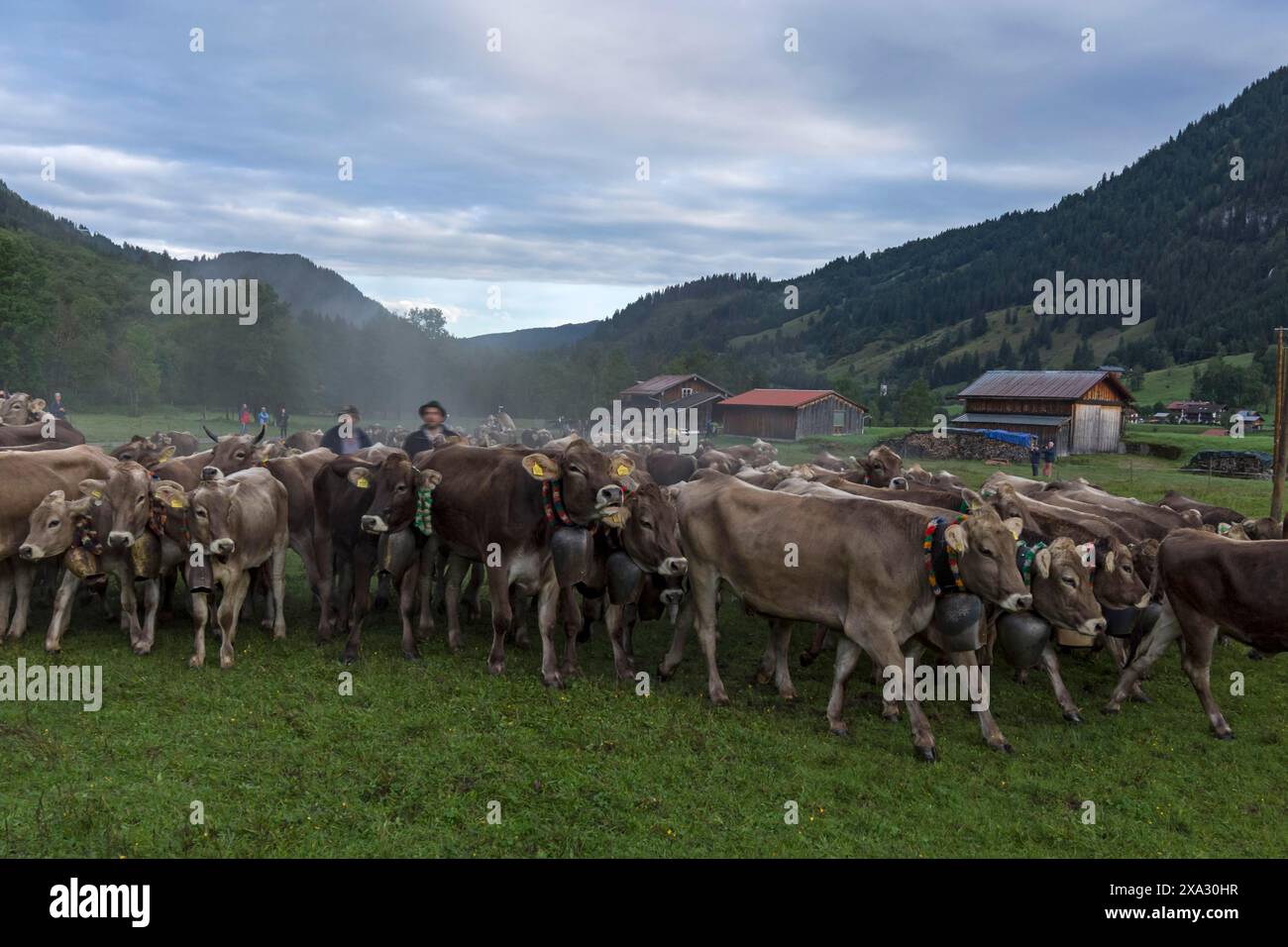 Allgaeu cows are collected in the valley for cattle seperation ...