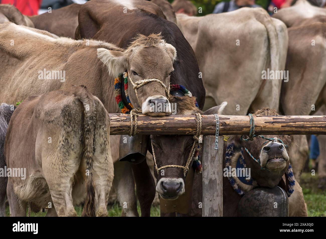 Tethered cows waiting for their owner after the cattle drive, Bad ...