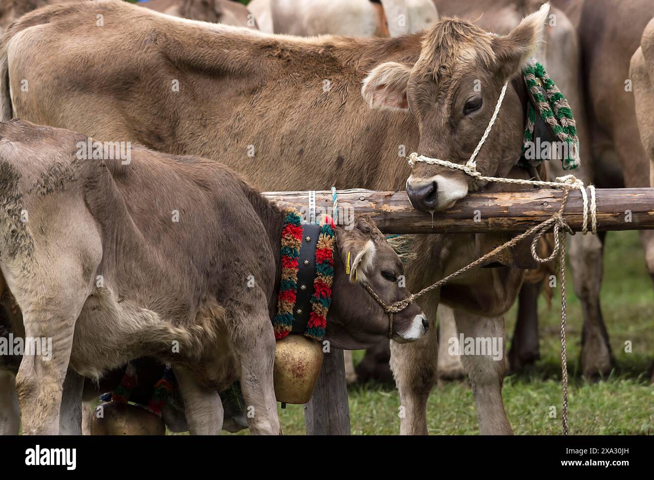 Tethered cows waiting for their owner after the cattle drive, Bad ...