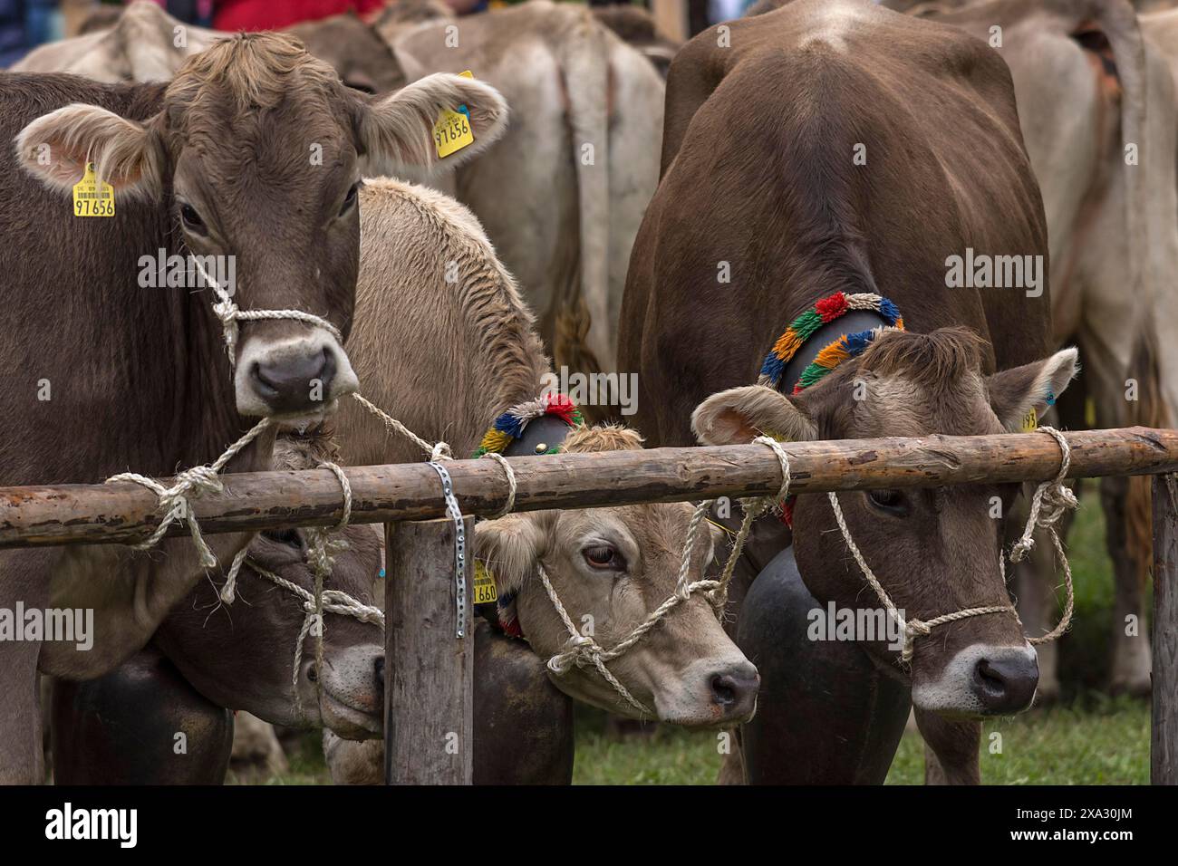 Tethered cows waiting for their owner after the cattle drive, Bad ...