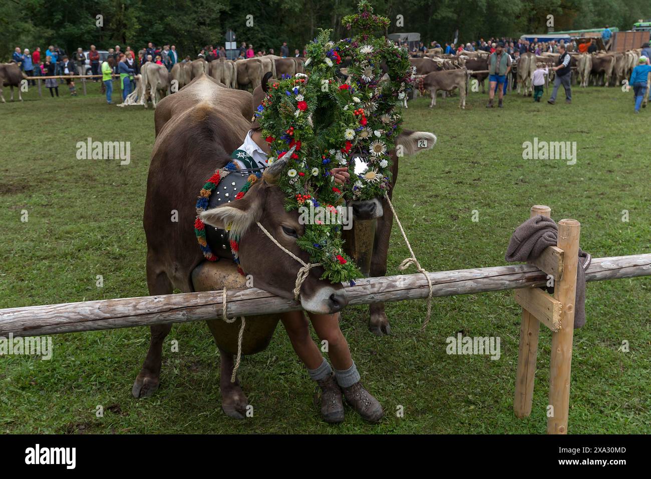 Cattle seperation, decorated cow being held by a shepherd boy, Bad ...