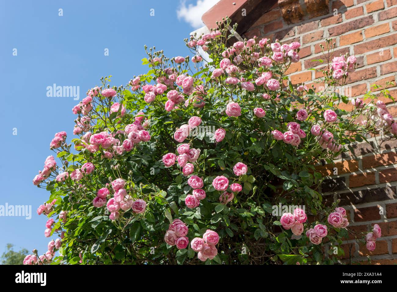 Climbing rose wall hi-res stock photography and images - Alamy