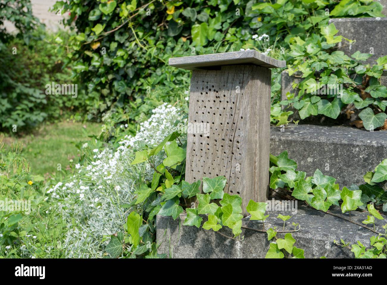 Wooden block with holes for insects in the garden Stock Photo - Alamy
