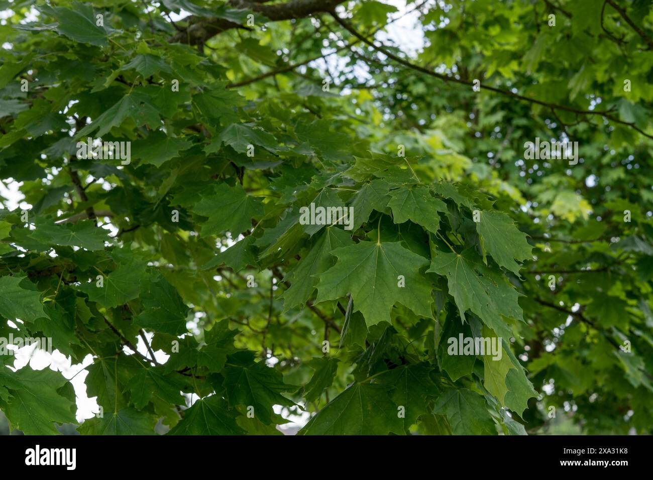 Leaf green tree plant leaves hi-res stock photography and images - Alamy