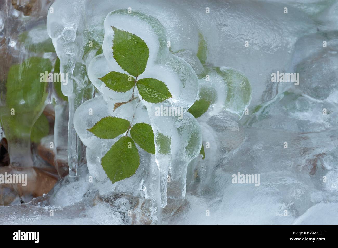 Tree leaves covered with ice Stock Photo - Alamy