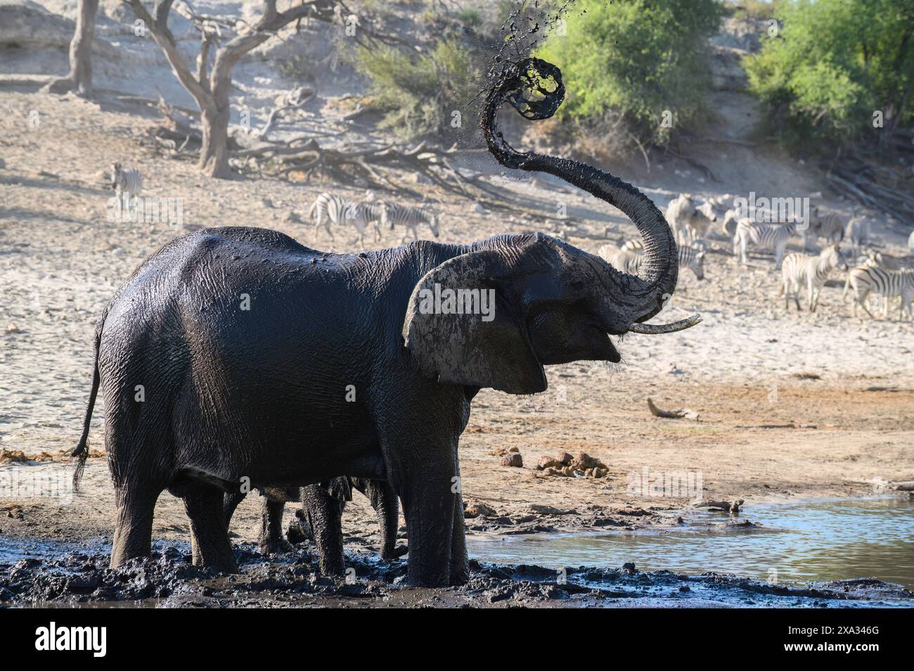 Mother elephant shares a mud bath with her youngster at Meno a Kwena in ...