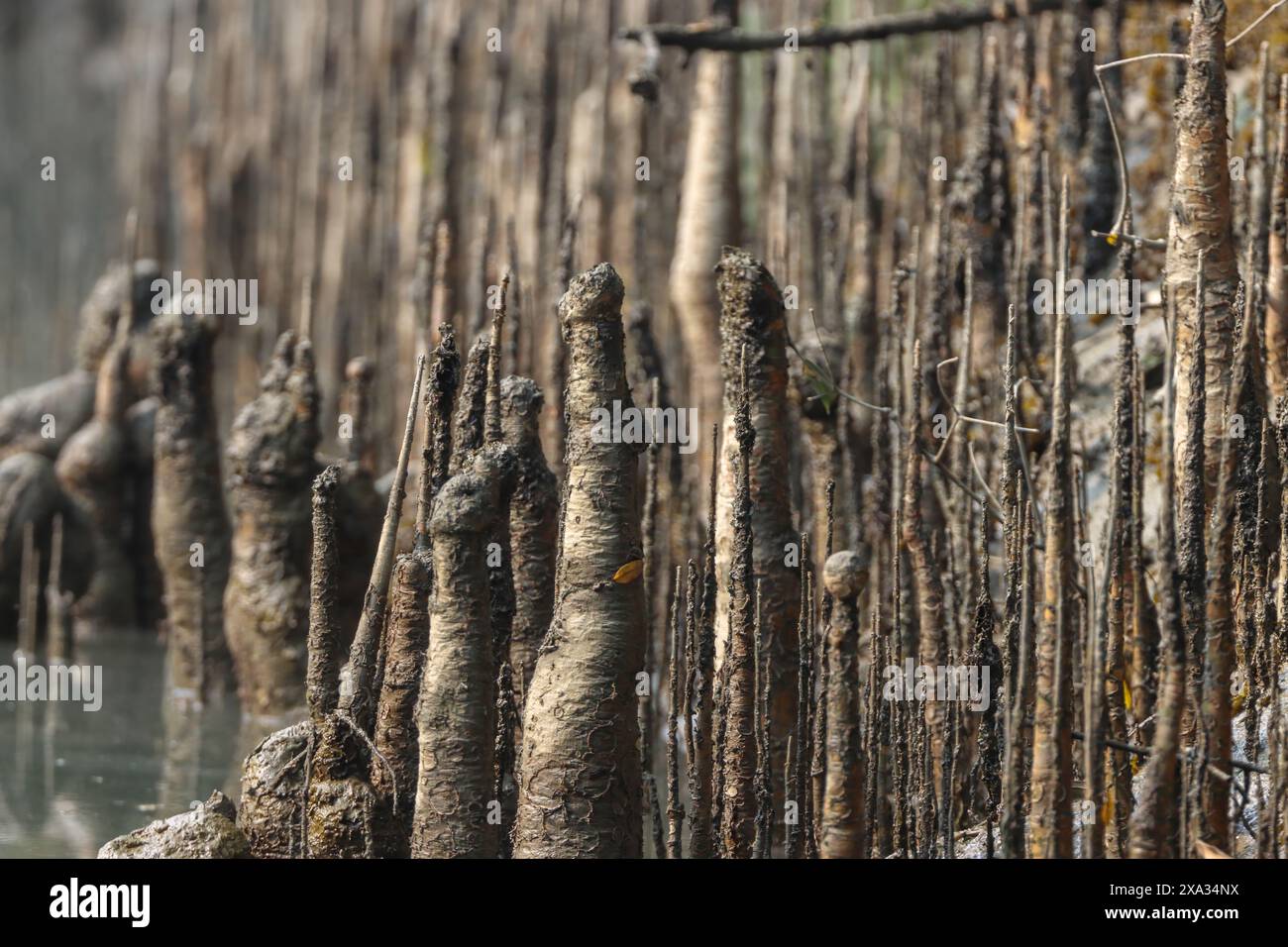 Mangrove Tree Roots. this photo was taken from Sundarbans National Park ...
