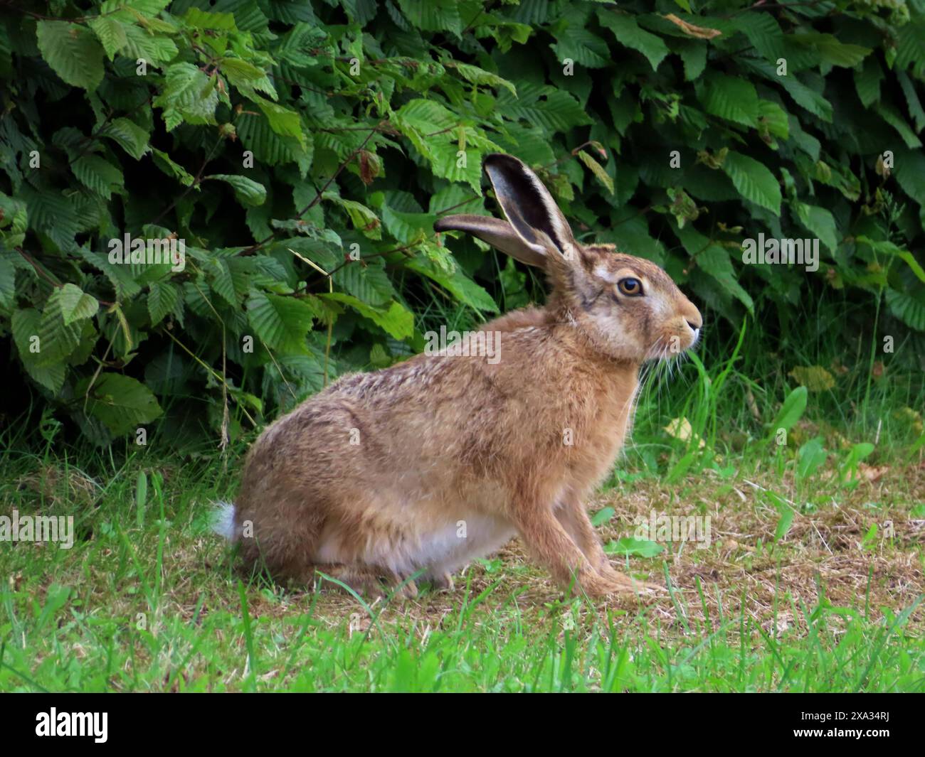 Hallo Hase - guten Morgen - das ist ein richtiger Feldhase....wir ...