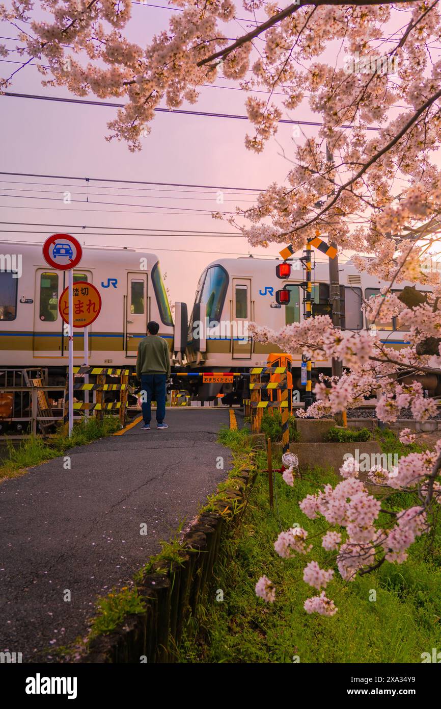 Train passing through cherry blossom in Japan Stock Photo - Alamy