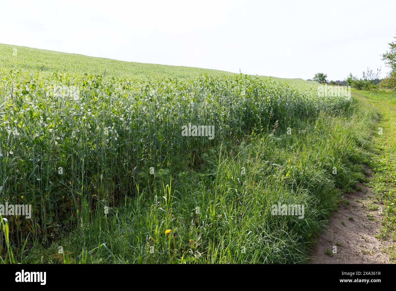 Feld mit Mischkultur von Getriede als Rankhilfe und Erbsen Pisum ...
